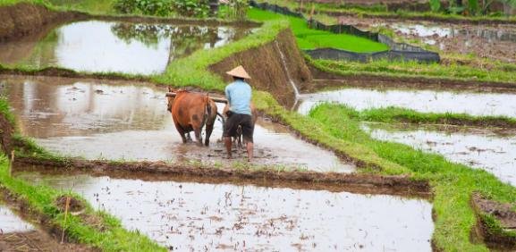 Alasan Tanah Pertanian Harus Dibajak Sebelum Ditanam