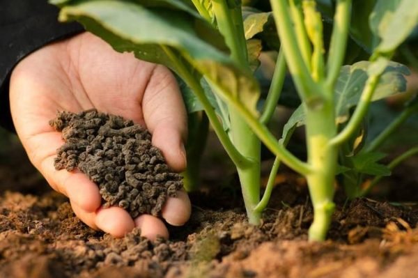 Pengertian Pupuk Beserta Jenis dan Manfaatnya | AMTAST Indonesia